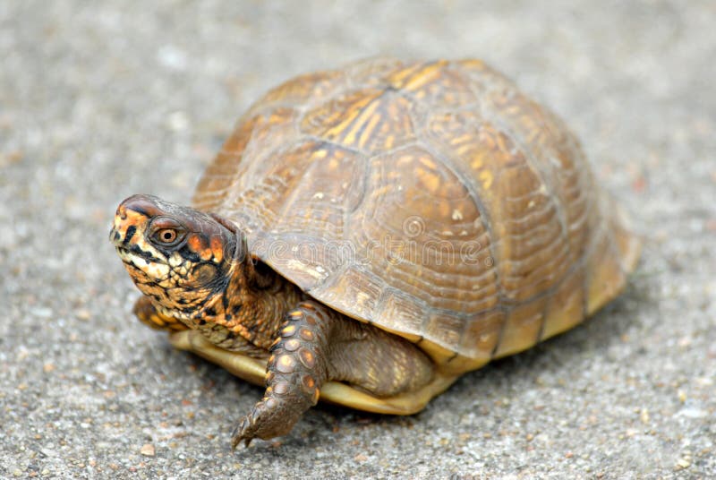 Box Turtle stock photo. Image of sidewalk, missouri, head - 5398572