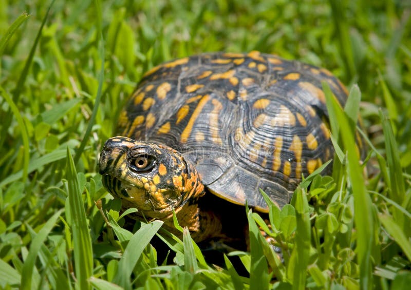 Box turtle stock image. Image of terrapene, animal, scale - 5982447