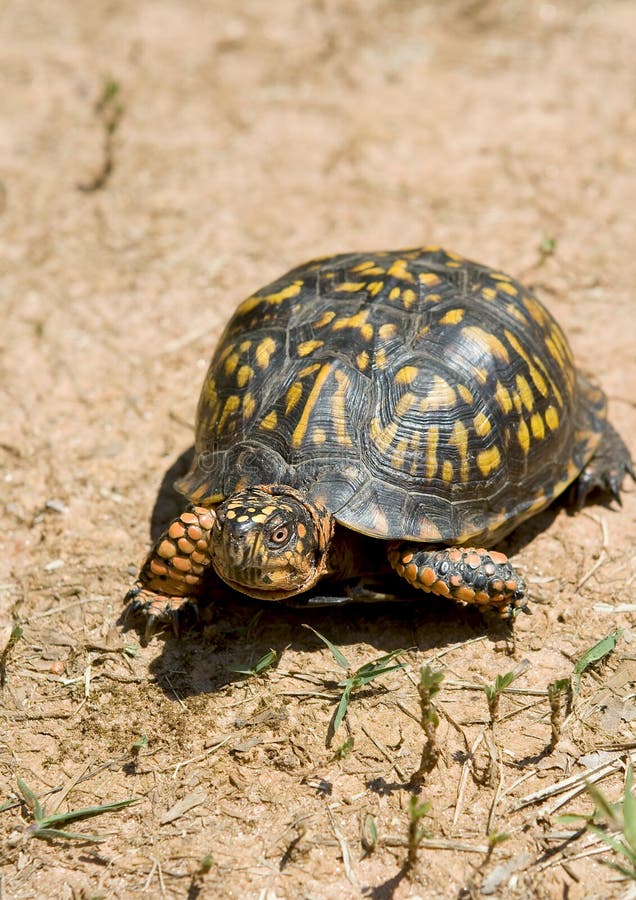 Box turtle stock photo. Image of saurian, domed, reptile - 5982638