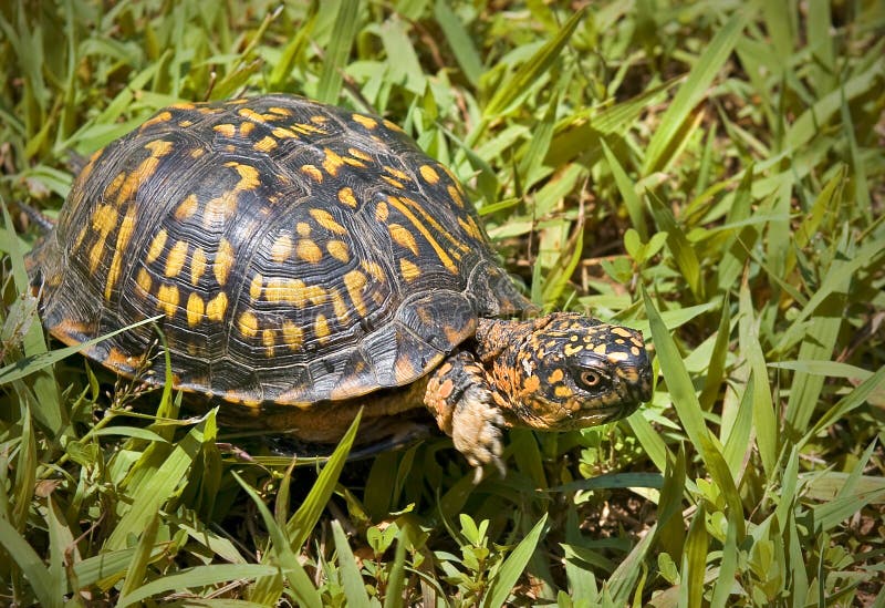 Ornate Box Turtle Inside His Shell Stock Image - Image of inside ...