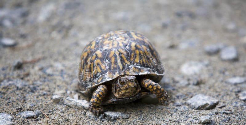 Box Turtle stock image. Image of nature, dirt, colorful - 19275971