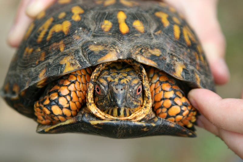 Box Turtle stock image. Image of animal, turtle, shell - 7087141