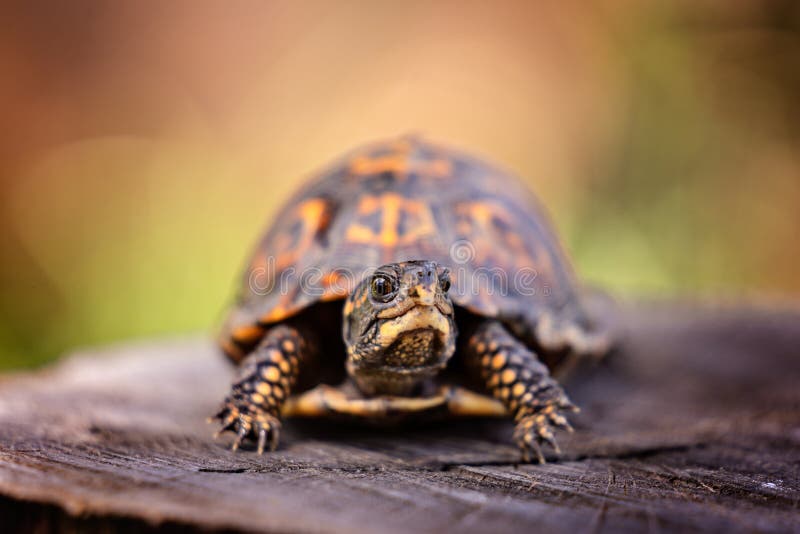 Box turtle outdoors stock photo. Image of nature, wildlife - 194763830