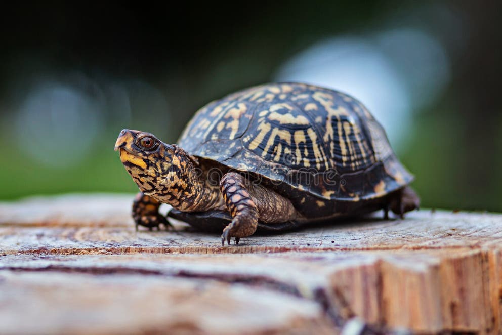 Box turtle outdoors stock image. Image of turtle, wild - 194763883