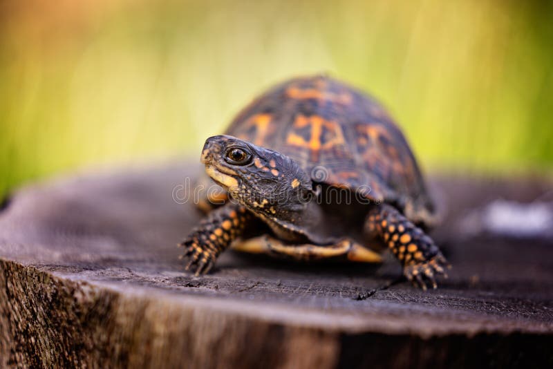 Box turtle outdoors stock image. Image of brown, eyes - 194763893