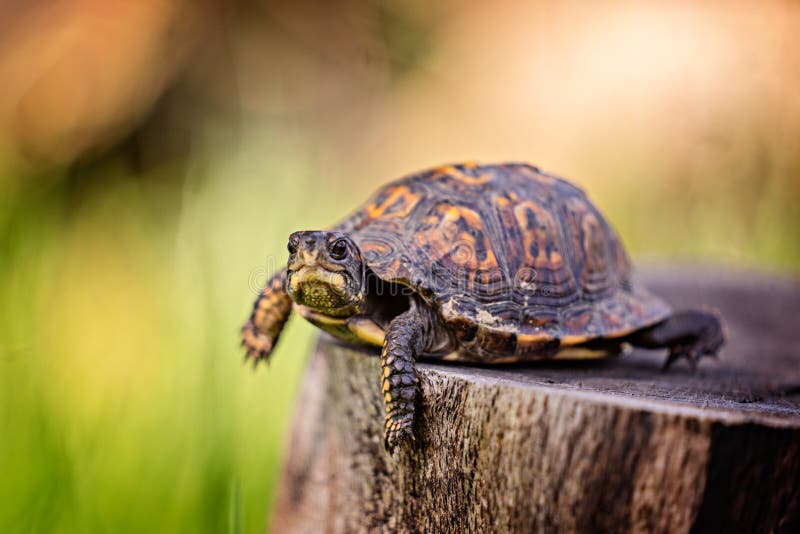 Box turtle outdoors stock image. Image of america, species - 194763929