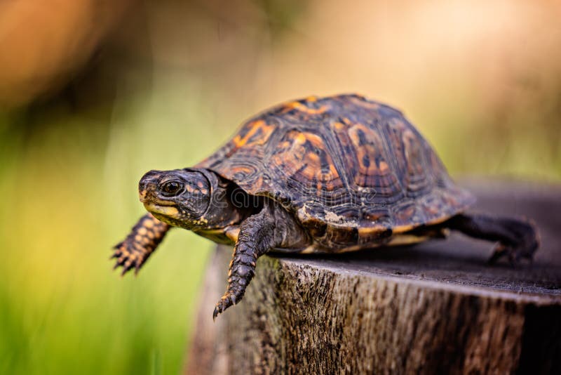 Box turtle outdoors stock image. Image of cute, natural - 194763953