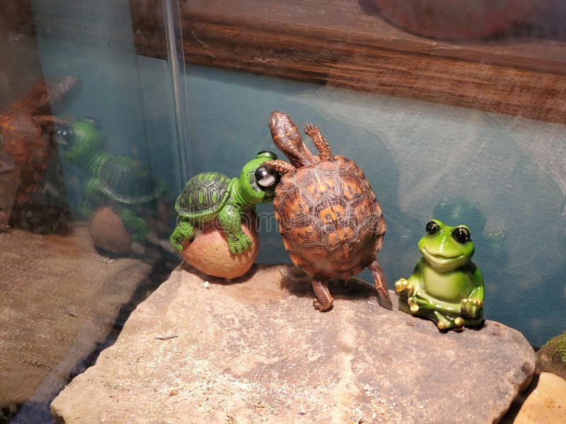 Box Turtle Climbing on Glass Stock Image - Image of animal, climbing ...