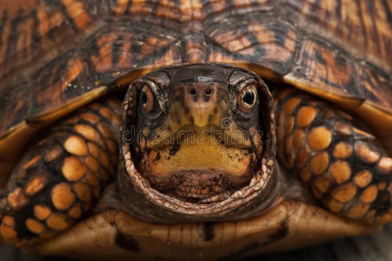 Box Turtle Close-up stock image. Image of brown, turtle - 85647471