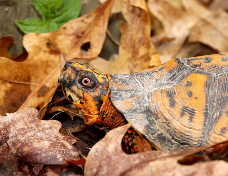 Box turtle stock photo. Image of iris, animal, pattern - 40093936