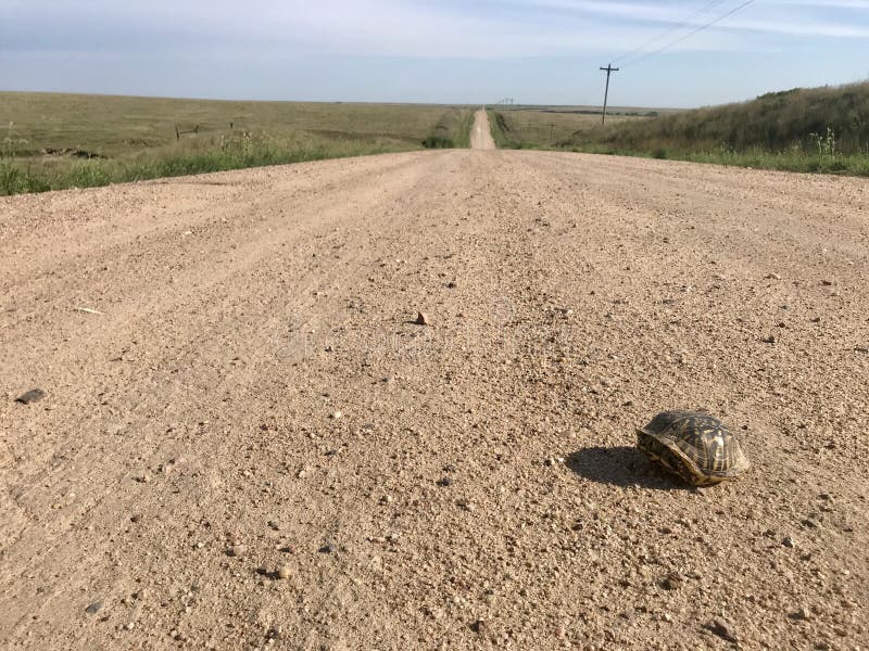 Turtle crossing the road stock image. Image of state - 205754315