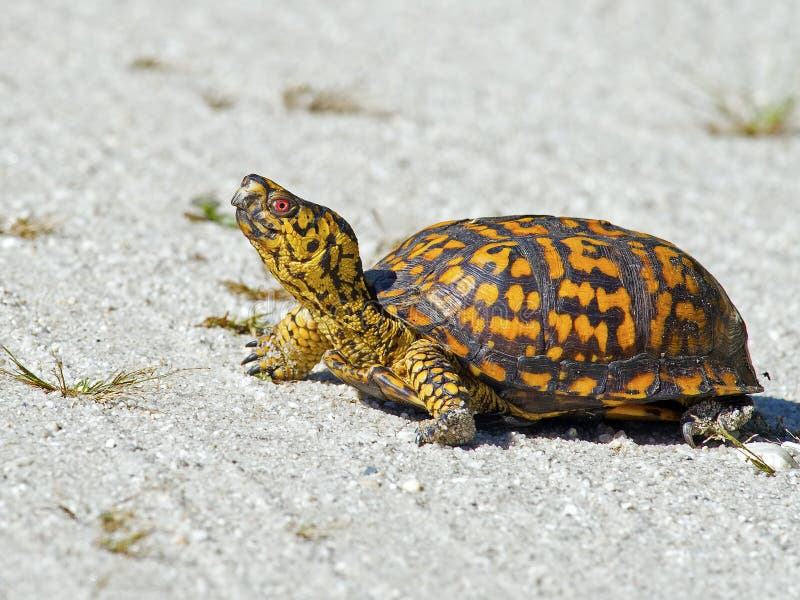 Box Turtle stock image. Image of color, reptiles, yellow - 56829279