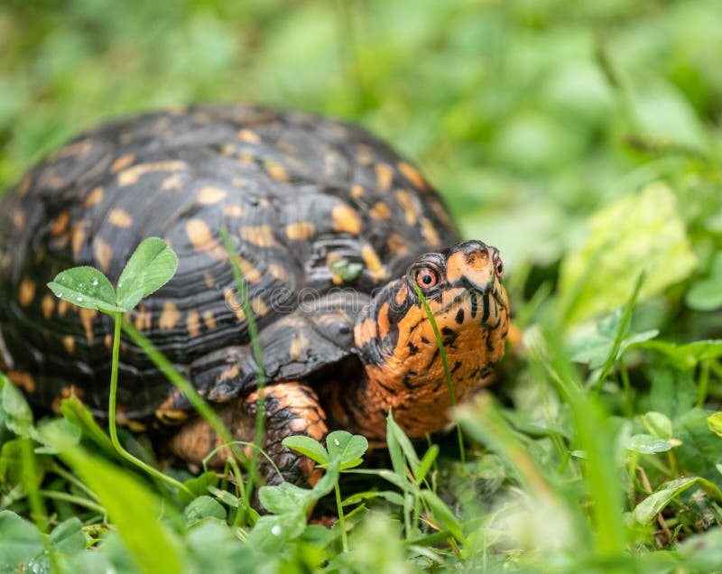 Box Turtle stock photo. Image of reptile, bright, green - 190058480