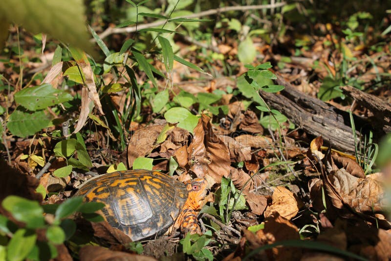 Box Turtle stock photo. Image of natural, peaceful, tortoise - 46919790