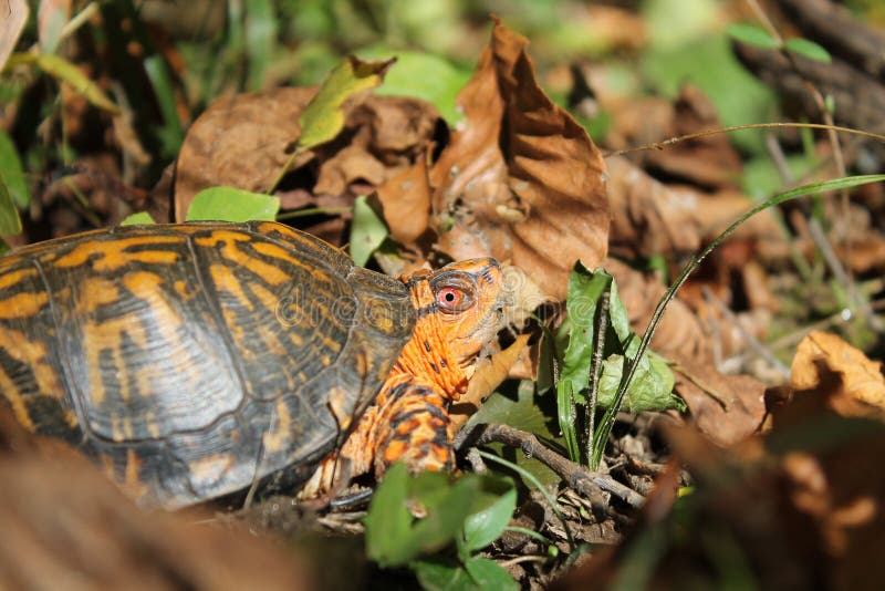 Box Turtle stock image. Image of turle, black, orange - 46920065