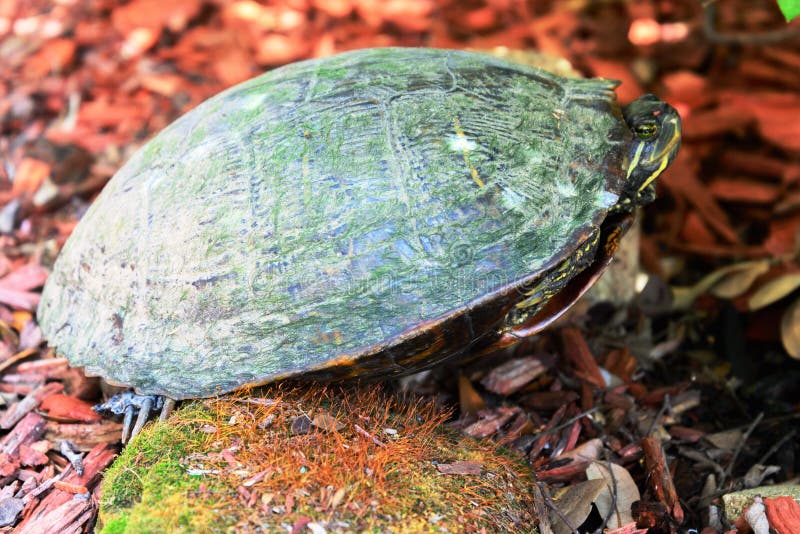 Box Turtle in a Garden with Red Cedar Mulch Stock Image - Image of ...