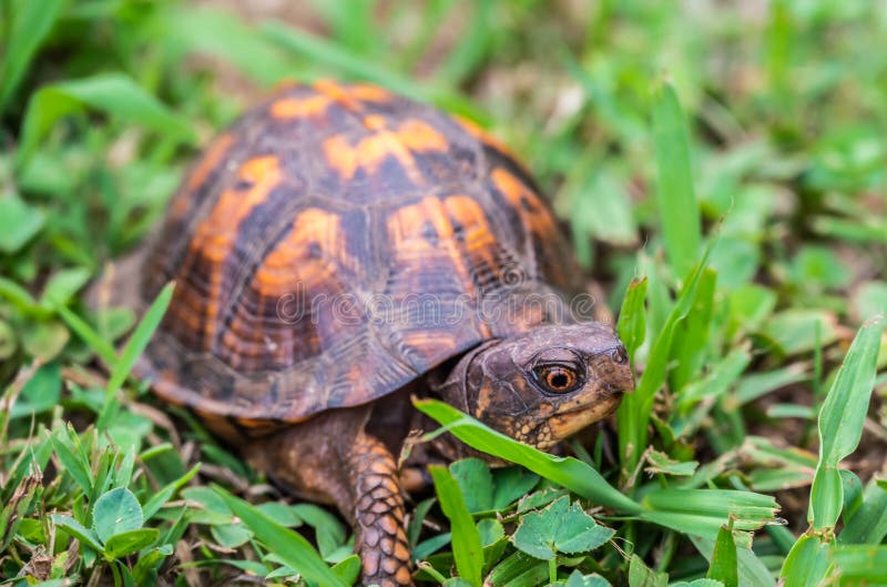 Little Box Turtle Stock Photos - Free & Royalty-Free Stock Photos from ...