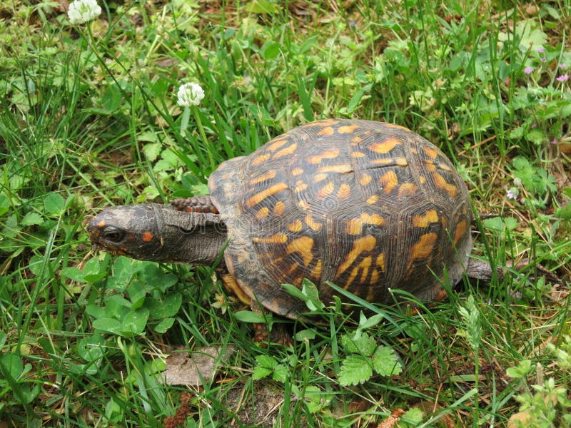 Box Turtle in Grass, Ocean View, Delaware Stock Photo - Image of ...