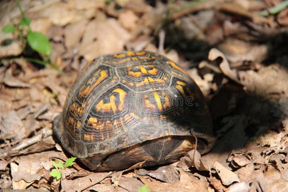 Box turtle stock image. Image of shell, carapace, boxturtle - 46449207