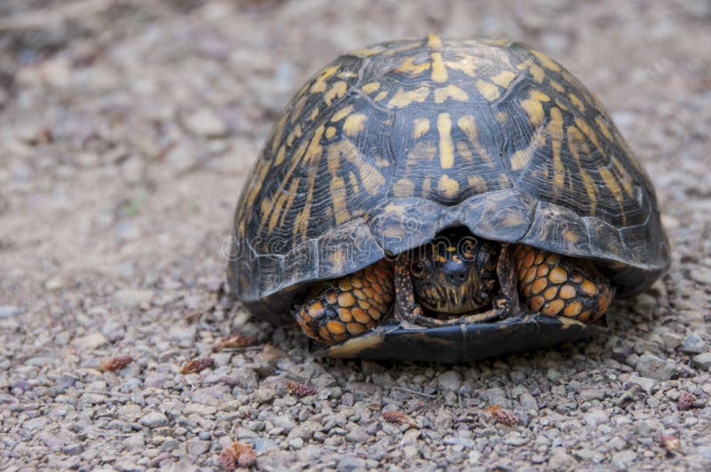 Box Turtle stock image. Image of turtle, shell, home - 41972861