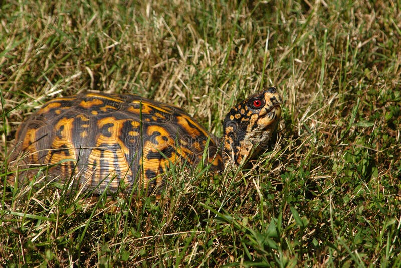 Box Turtle II stock image. Image of terrapene, critter - 277375