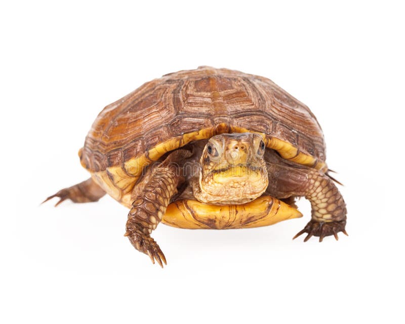 Box Turtle Looking Forward stock photo. Image of high - 46931760