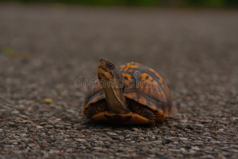 Box Turtle in the Middle of a Road. Stock Photo - Image of ground, slow ...