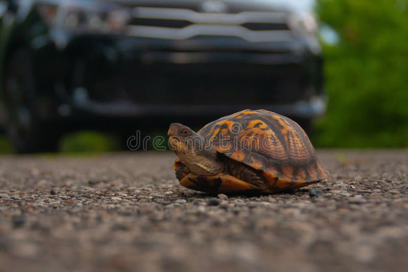 Box Turtle in the Middle of a Road. Stock Image - Image of carapace ...