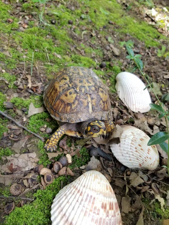 Box Turtle on Mossy Ground with Seashells Looking Forward Stock Image ...