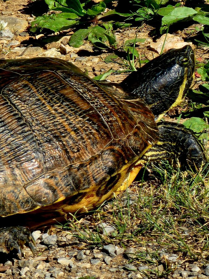 2,375 Box Turtle Stock Photos - Free & Royalty-Free Stock Photos from ...