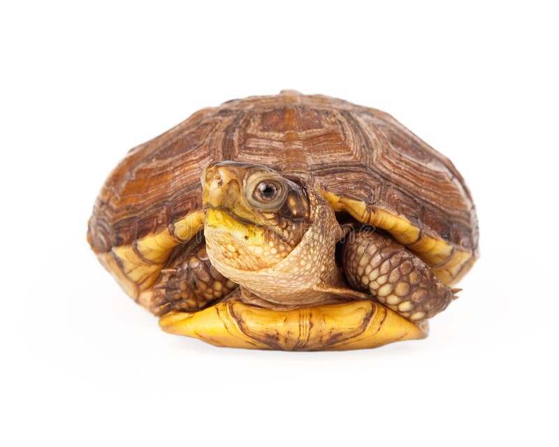 Sea Turtle Poking Its Head Out of the Water To Breathe Stock Image ...
