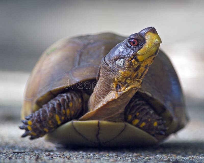 Box turtle portrait stock image. Image of outside, environment - 34392231