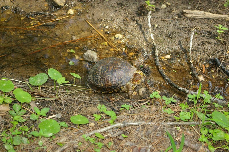 Turtle Puddle Stock Photos - Free & Royalty-Free Stock Photos from ...