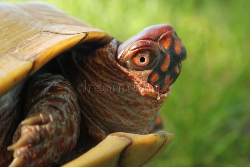 Box Turtle stock photo. Image of laura, green, wild, mooney - 34660932