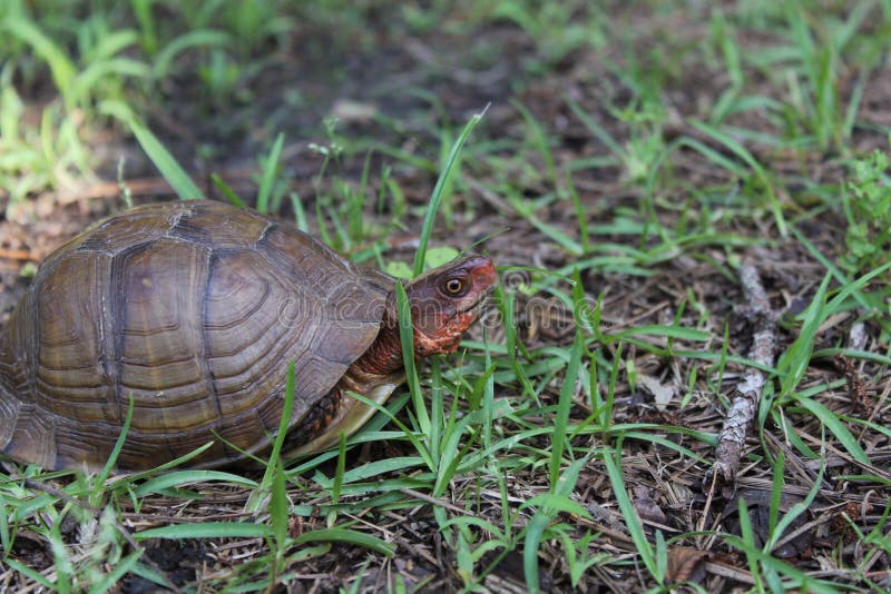 Box Turtle Roaming through Yard in Eastern Texas Stock Photo - Image of ...