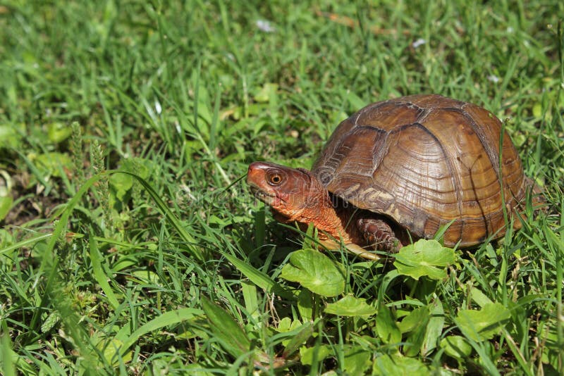 Box Turtle Roaming through Yard in Eastern Texas Stock Photo - Image of ...