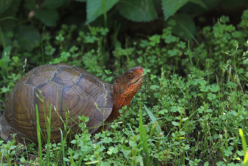 Box Turtle Roaming through Yard in Eastern Texas Stock Image - Image of ...