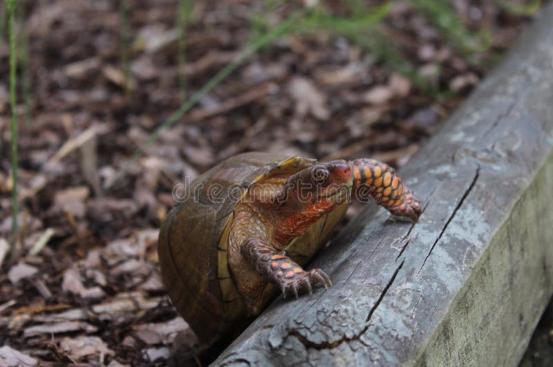 Box Turtle Roaming through Yard in Eastern Texas Stock Photo - Image of ...