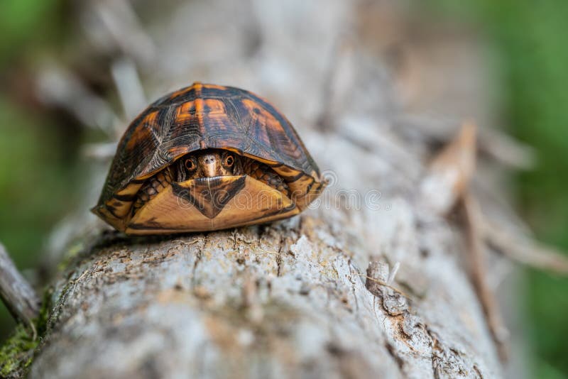 Box Turtle Sitting on a Fallen Log Stock Image - Image of fallen, tree ...