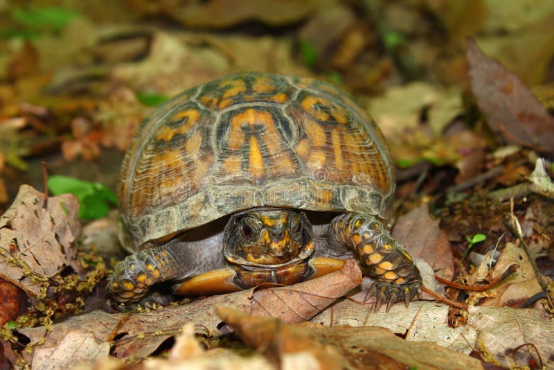 Box Turtle (Terrapene Carolina) Stock Photo - Image of biology ...
