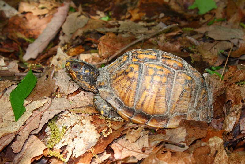 Box Turtle (Terrapene Carolina) Stock Photo - Image of science, biology ...
