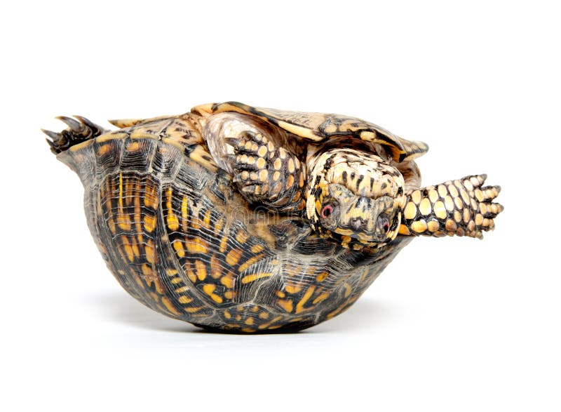 Turtle on Its Back on White Background Stock Photo - Image of turtle ...