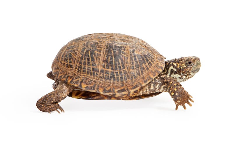 Box Turtle Walking Side View Stock Image - Image of studio ...