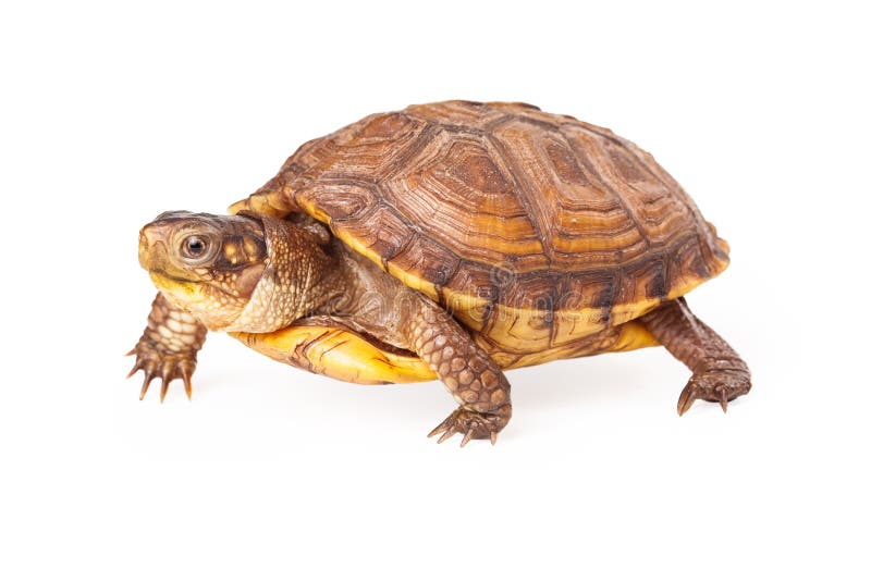 Box Turtle Walking stock image. Image of high, white - 46932045