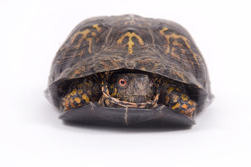 Box Turtle on White Background Stock Image - Image of wildlife ...