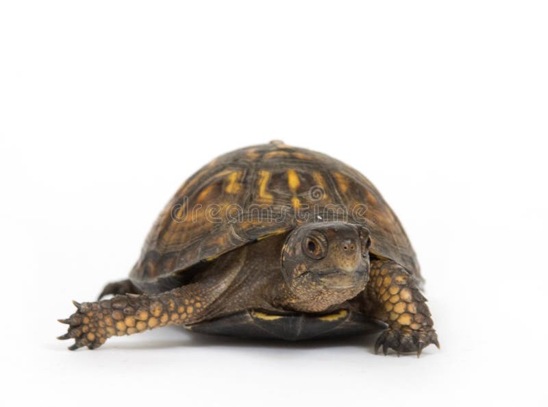 Box Turtle on a White Background Stock Image - Image of background, investigate: 4781171