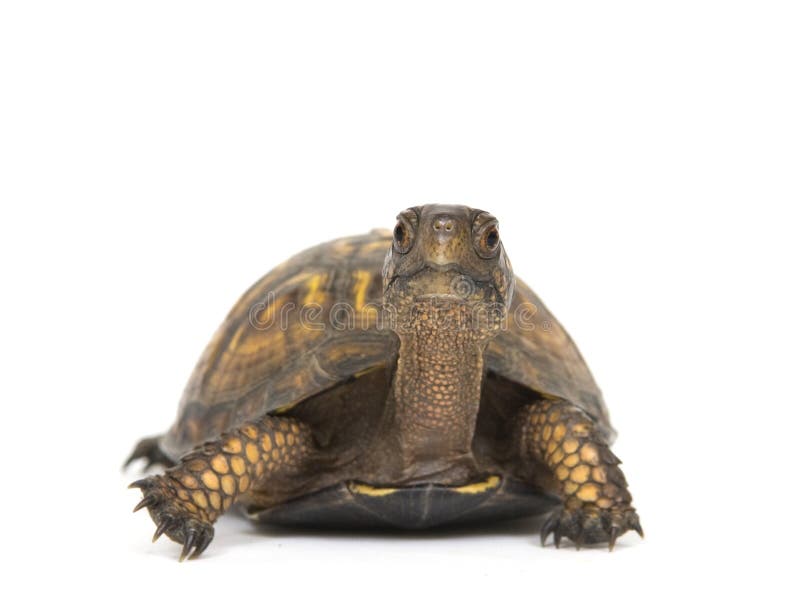 Box Turtle on White Background Stock Image - Image of wildlife ...