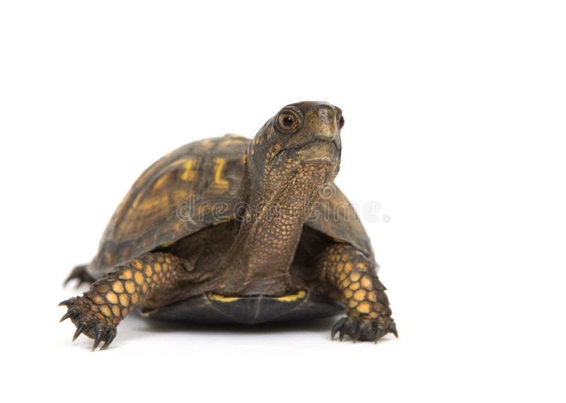 Box Turtle on White Background Stock Image - Image of wildlife ...