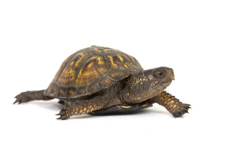 112 Box Turtle Its Shell Stock Photos - Free & Royalty-Free Stock ...