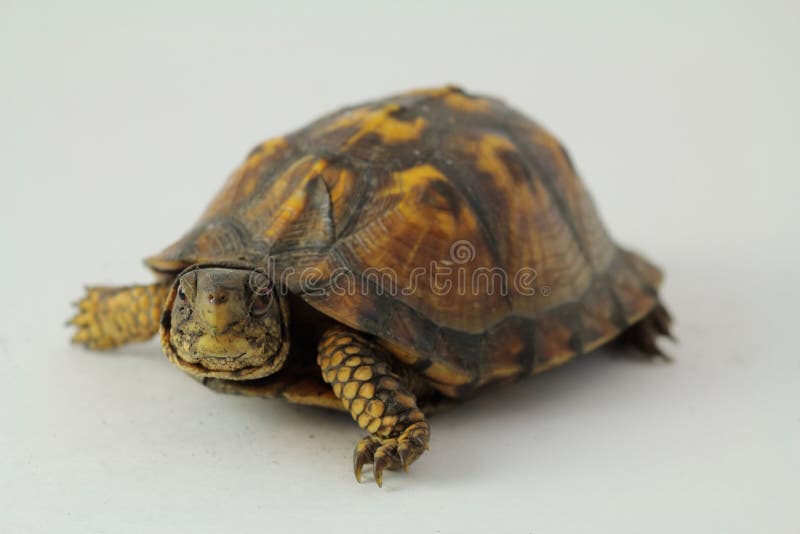 Box Turtle stock photo. Image of crawl, turtle, shell - 58955504